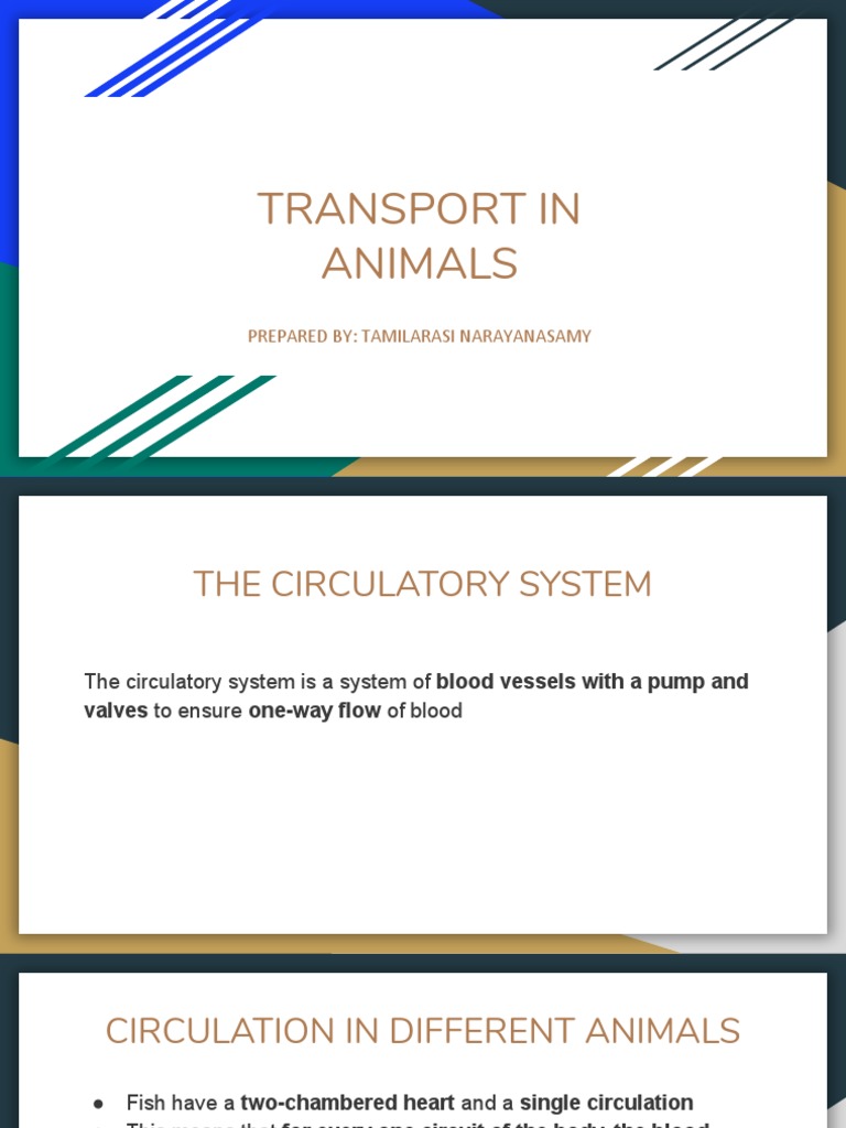 Chapter 9 - Transport in Animals PDF | PDF | Heart | Heart Valve