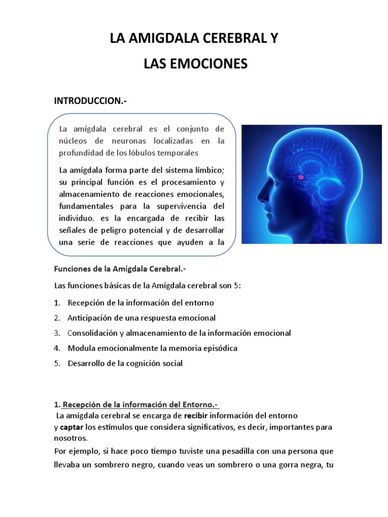 Funciones de la Amígdala Cerebral | PDF | Relaciones personales ...