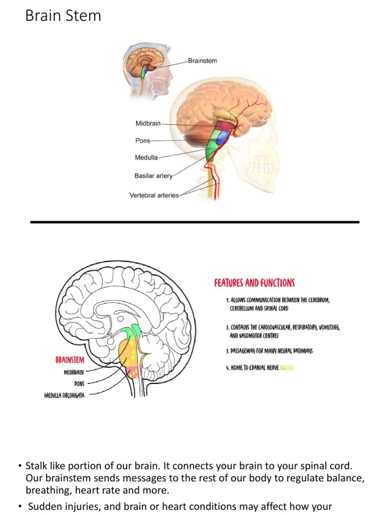 Brain Stem PDF | PDF