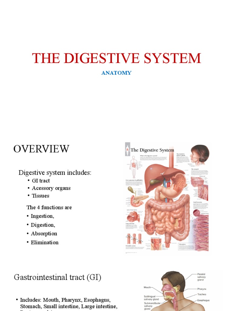 The Digestive System Anatomy | PDF