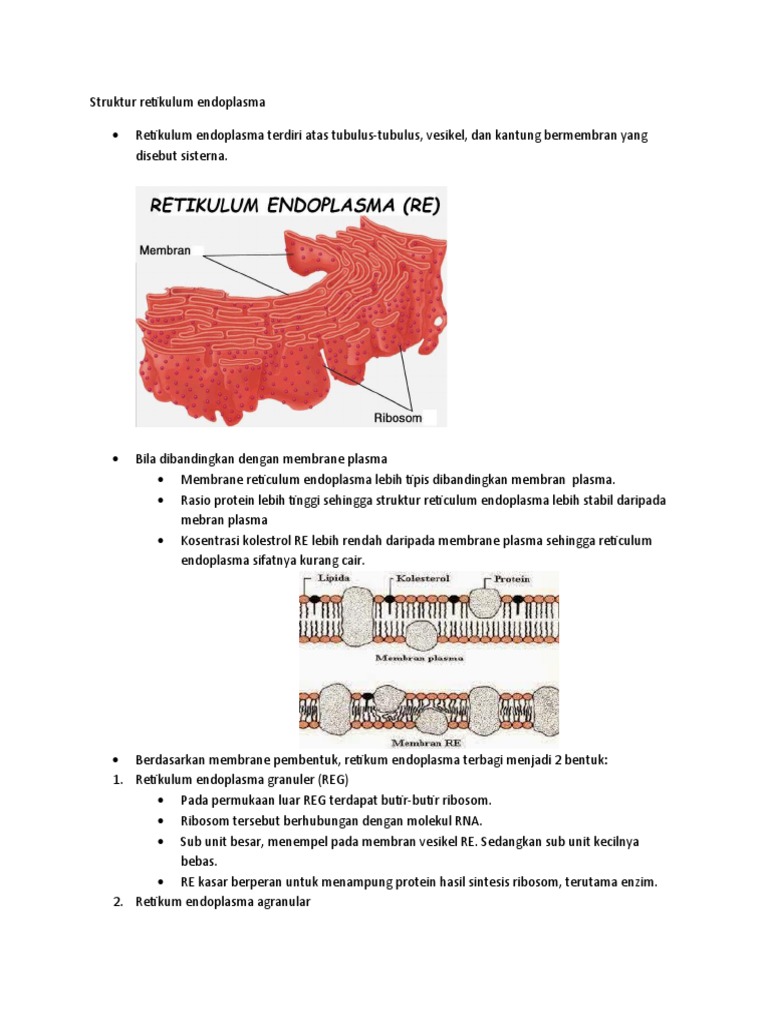Struktur Retikulum Endoplasma | PDF