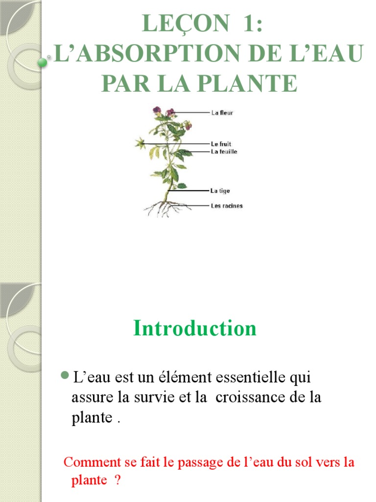 Leçon L'absorption de L'eau Par La Plante | PDF | Racine | Plantes