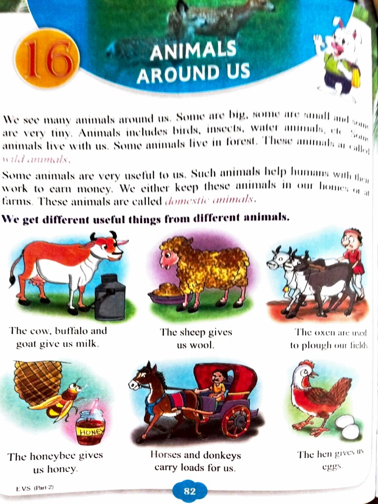 Understanding Animals Around Us | PDF
