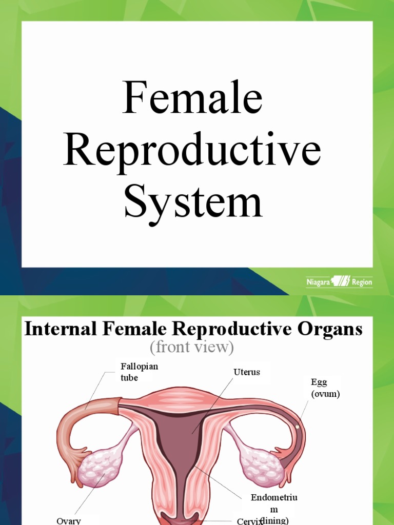 Female-reproductive-system | PDF