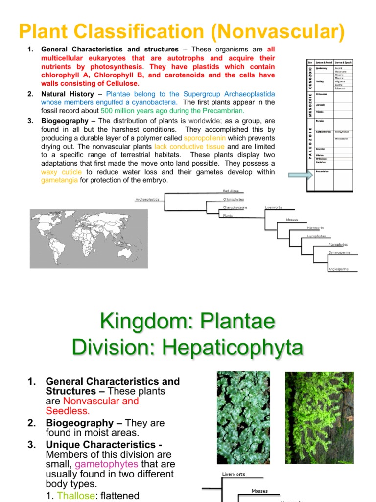 Nonvascular Plant Classification Guide | PDF | Science & Mathematics
