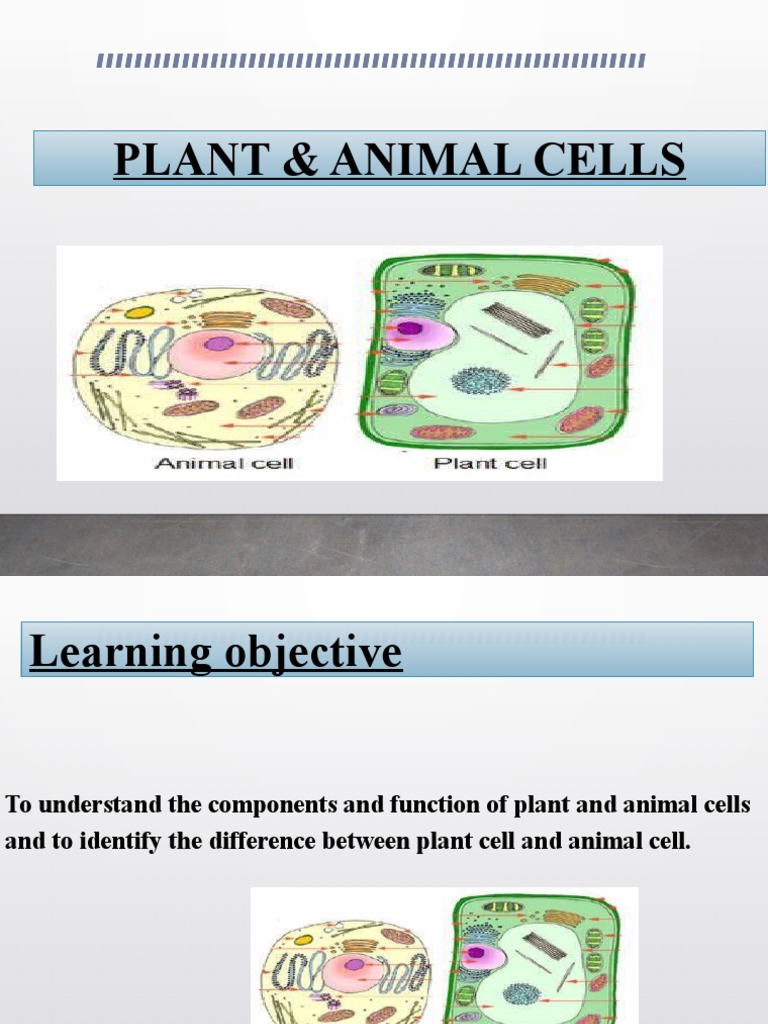 Comparing Plant and Animal Cells l-3 | PDF
