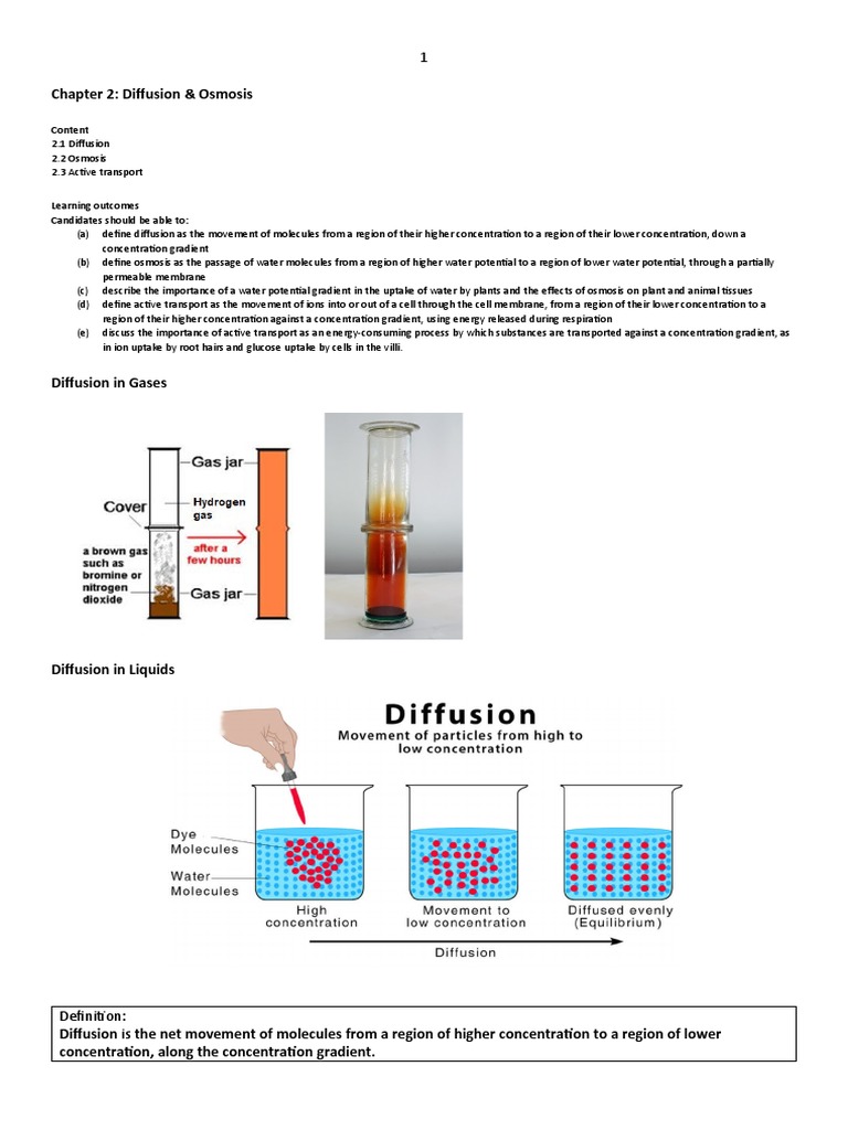 Notes - Movement of Substances | PDF