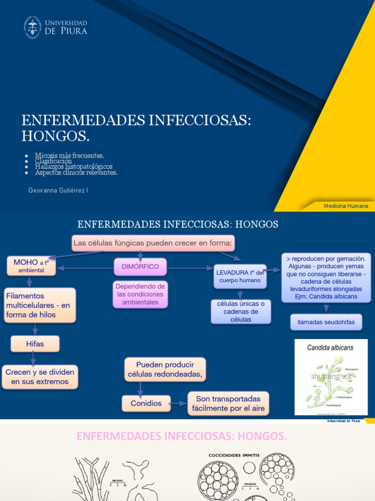 Enfer Infecciosas - Hongos UDEP | PDF | Sistema inmune | Hongo