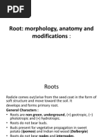 Internal Root Structure | PDF | Root | Tissue (Biology)