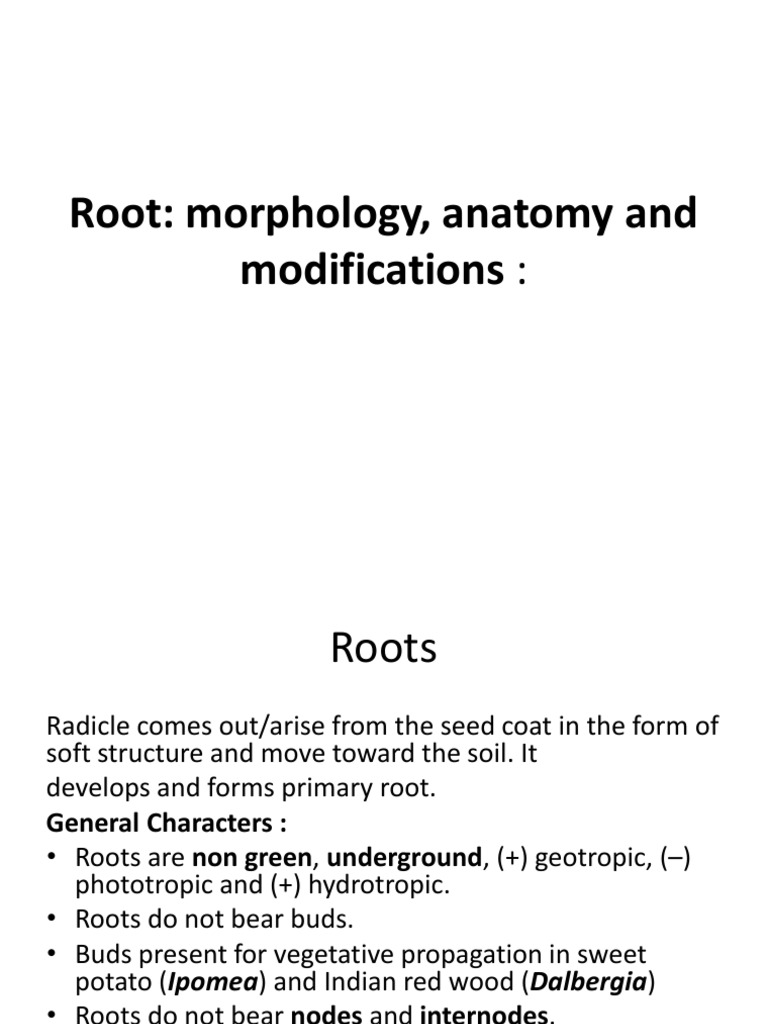 Root | PDF | Root | Tissue (Biology)