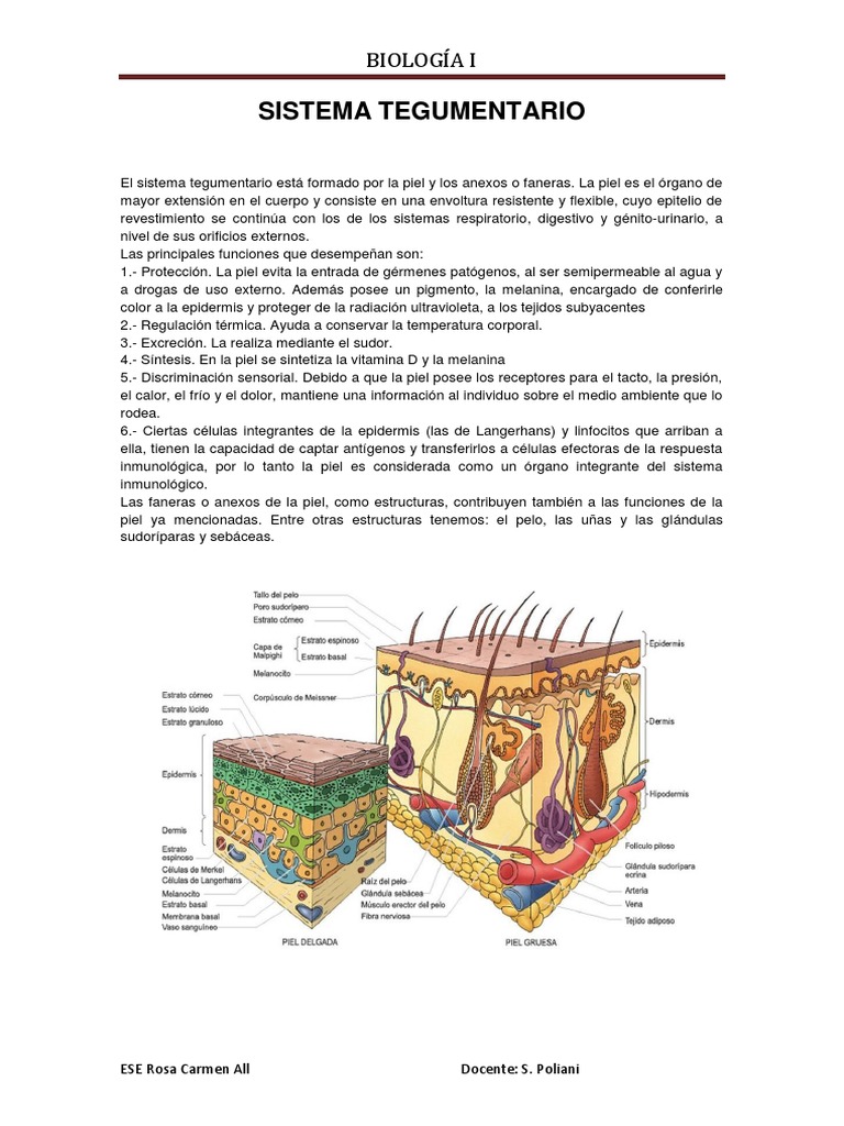 SISTEMA TEGUMENTARIO | PDF | Piel | Epidermis