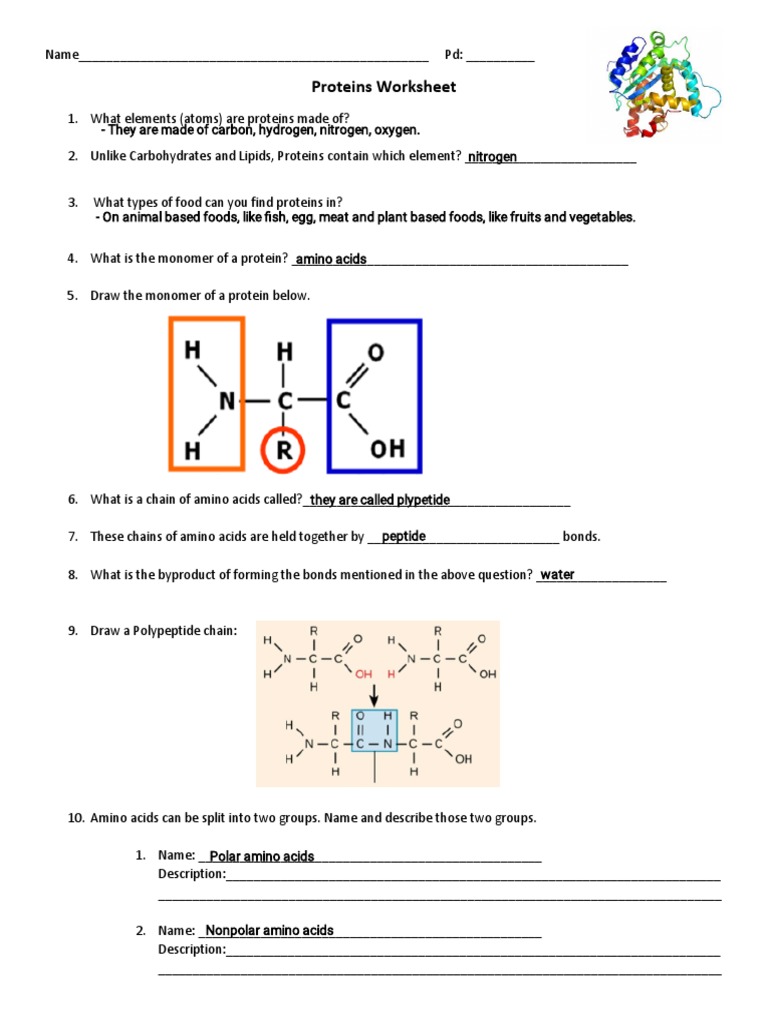 Protein Worksheet | PDF | Proteins | Amino Acid