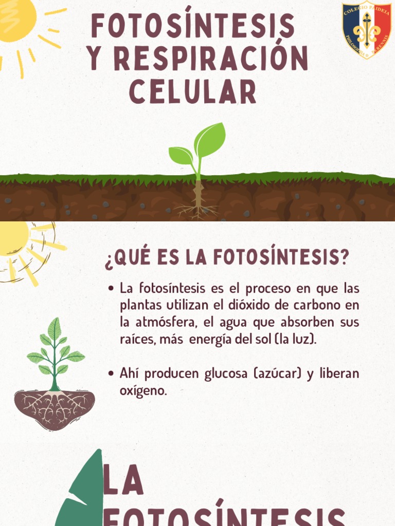 Fotosíntesis y Respiración Celular en Plantas | PDF | Fotosíntesis ...