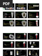 Anatomia do Dente 27: Molar Superior | PDF | Raiz | Dente