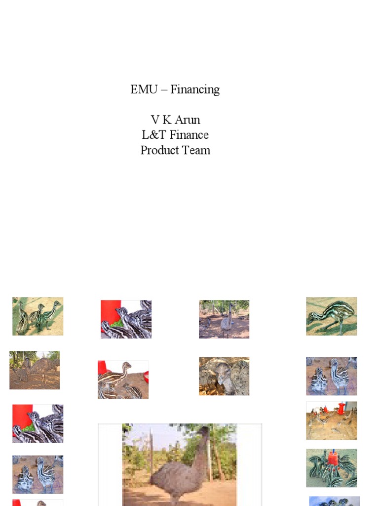 Emu - Financing Vkarun L&T Finance Product Team | PDF | Birds | Organisms