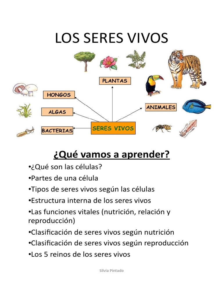 Clasificación y funciones de los seres vivos | PDF | Biología Celular ...