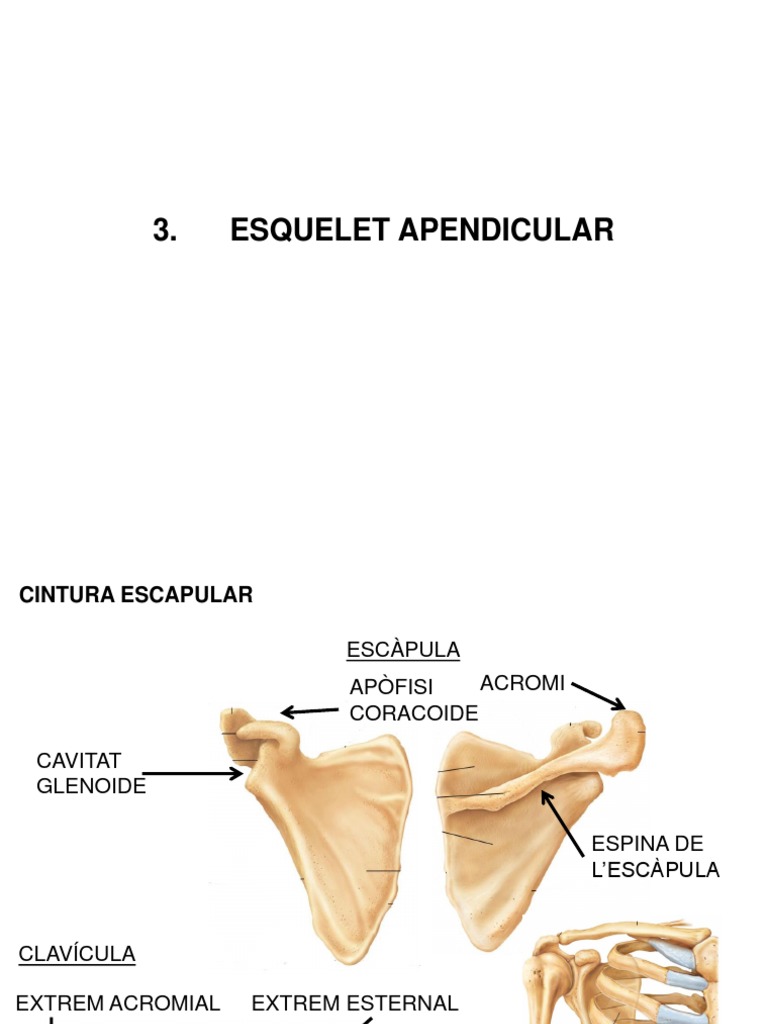 Esquelet Apendicular | PDF