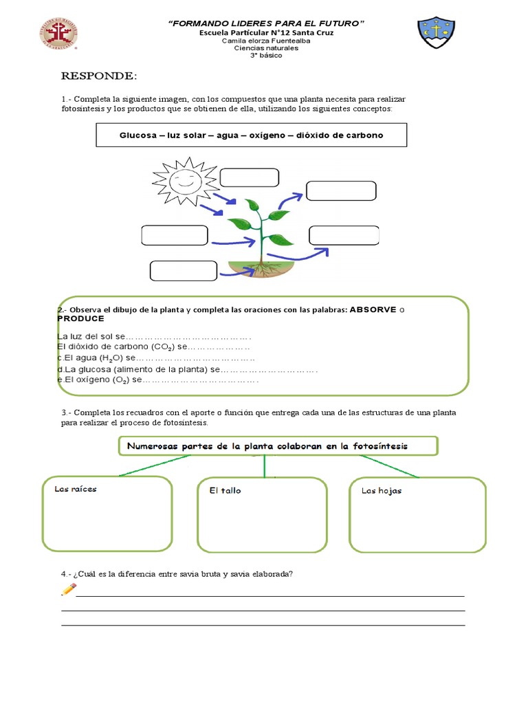 para 6 basico fotosintesis | PDF