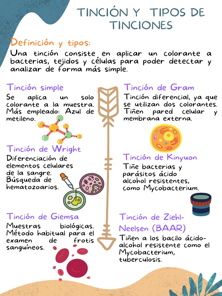 Tinción y Tipos de Tinciones PDF | PDF