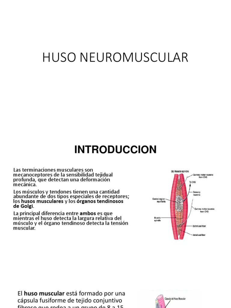 Función y Estructura del Huso Muscular | PDF | Músculo | Neurociencia