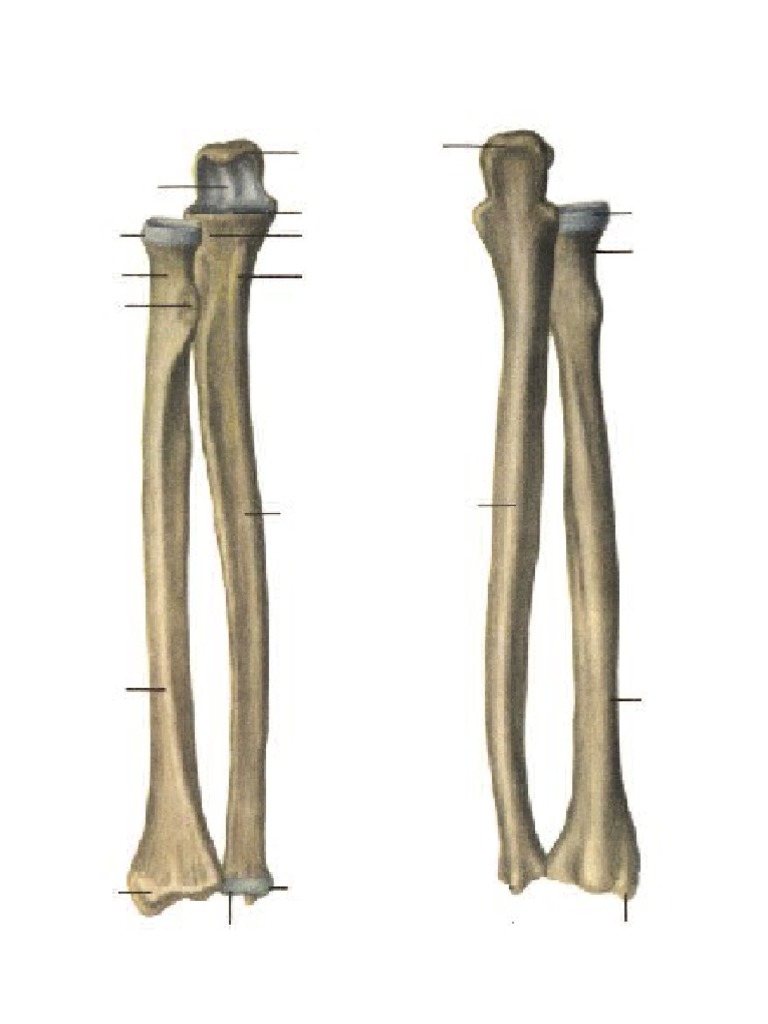 Radio y Cubito | PDF