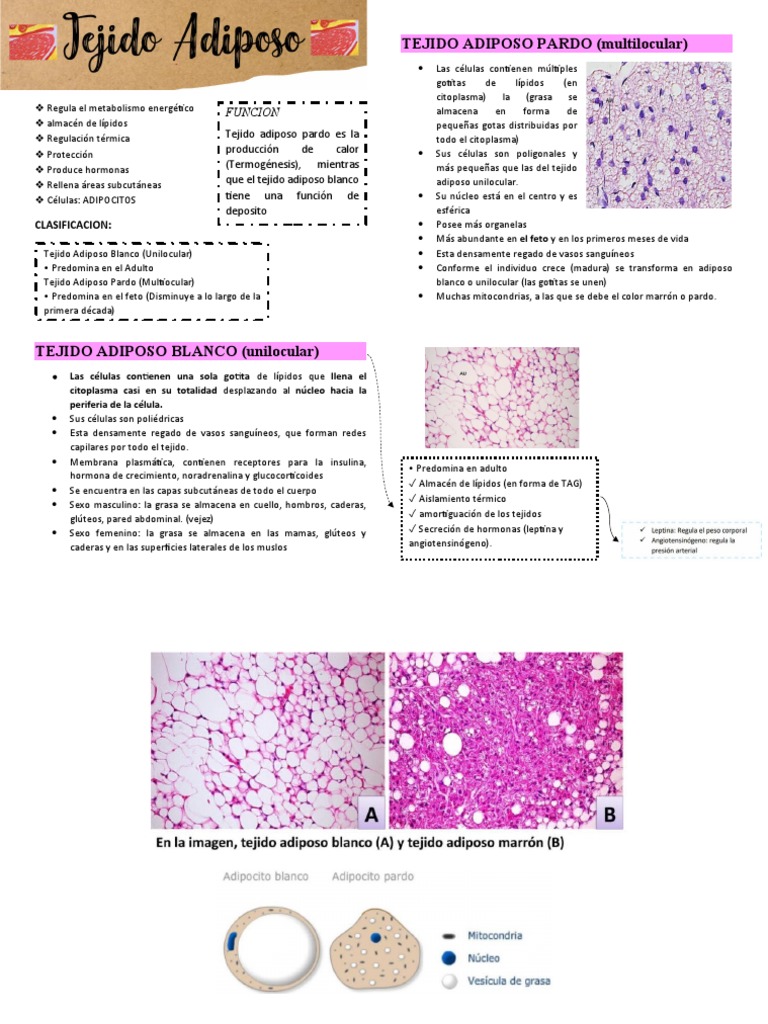 Tejido Adiposo | PDF