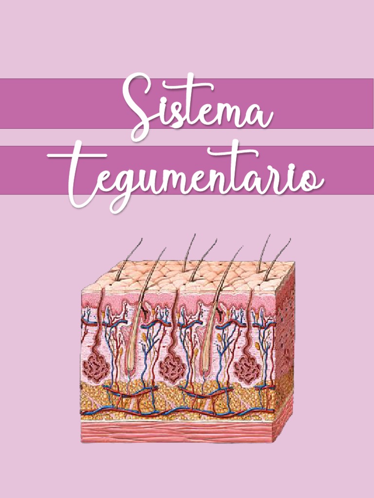 Sistema Tegumentario PDF | PDF | Salud y bienestar | Ciencia y matemáticas
