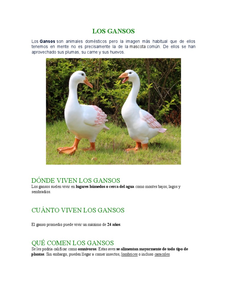 Características y vida de los gansos | PDF | Vacas | Pato