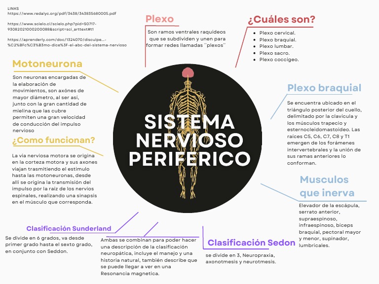 Mapa Mental SNP | PDF