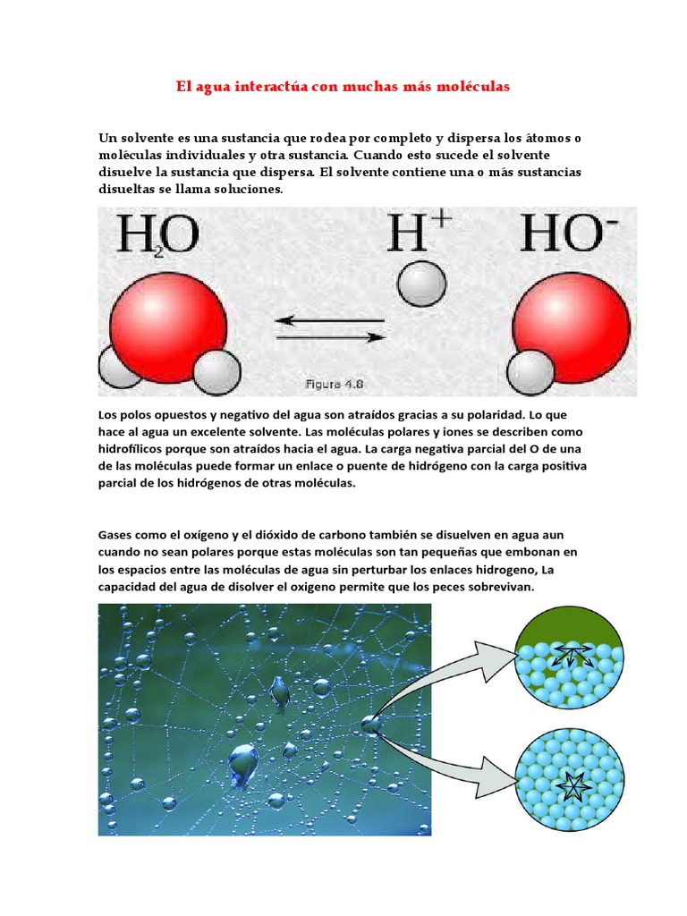 El Agua Interactúa Con Muchas Más Moléculas | PDF
