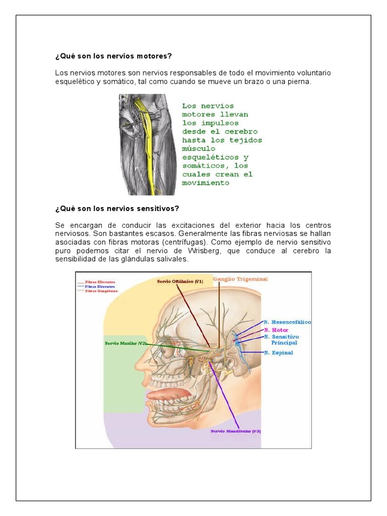 Nervios | PDF | Nervio | Apnea