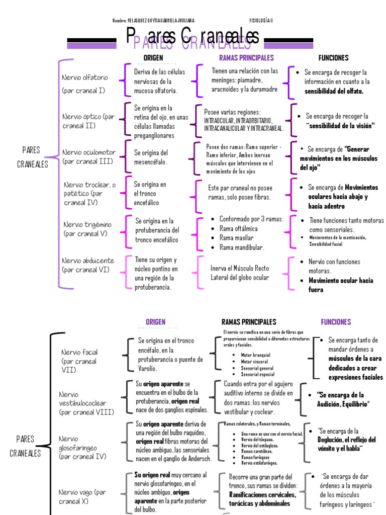 Esquema de los 12 Pares Craneales | PDF | Anatomía | Neuroanatomía