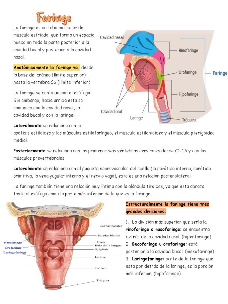 Video de Faringe LABORATORIO PDF | PDF | Morfología (biología) | Anatomía
