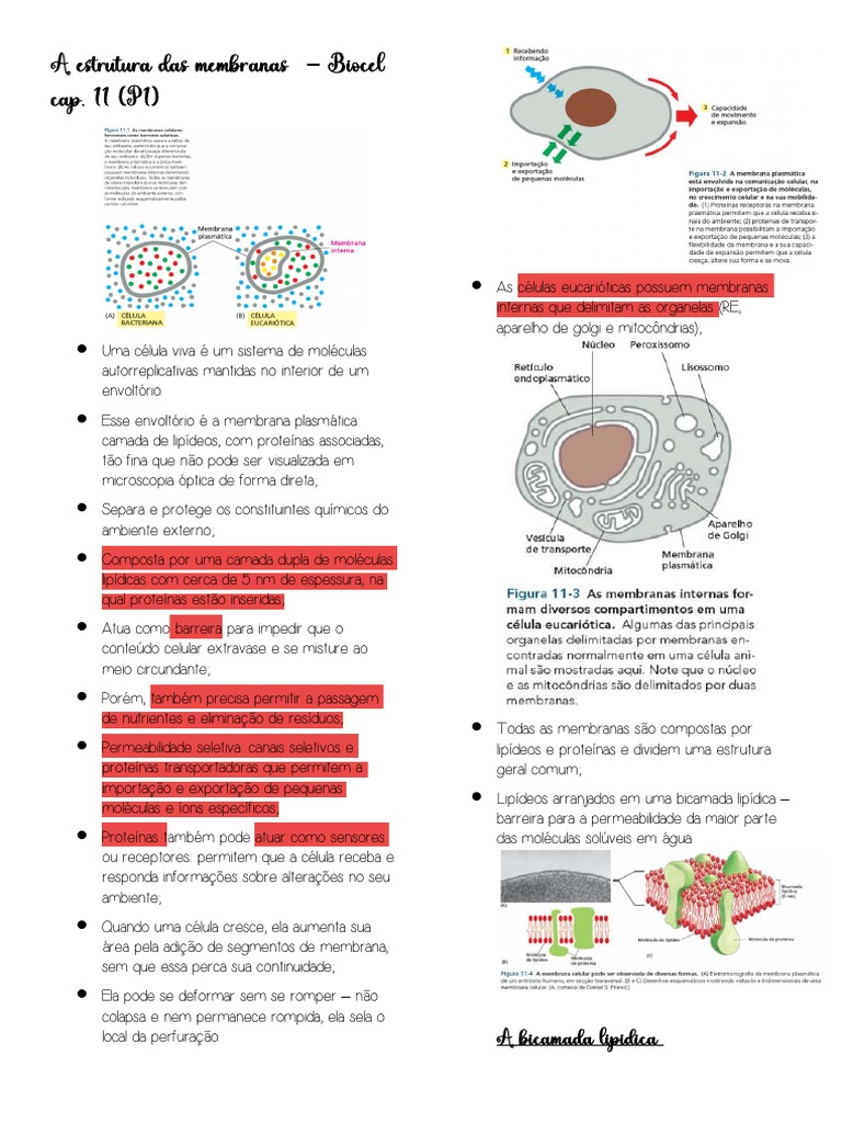 Biocel - Cap. 11 (P1) - 1 | PDF