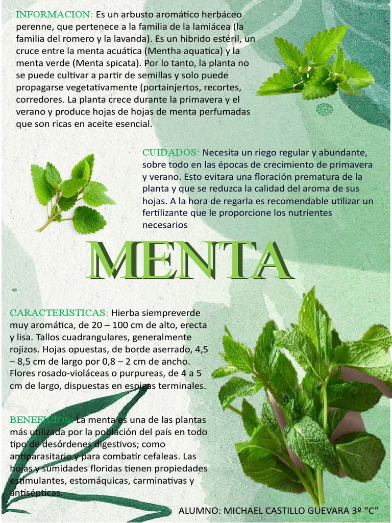 Afiche Informativo sobre la Menta | PDF