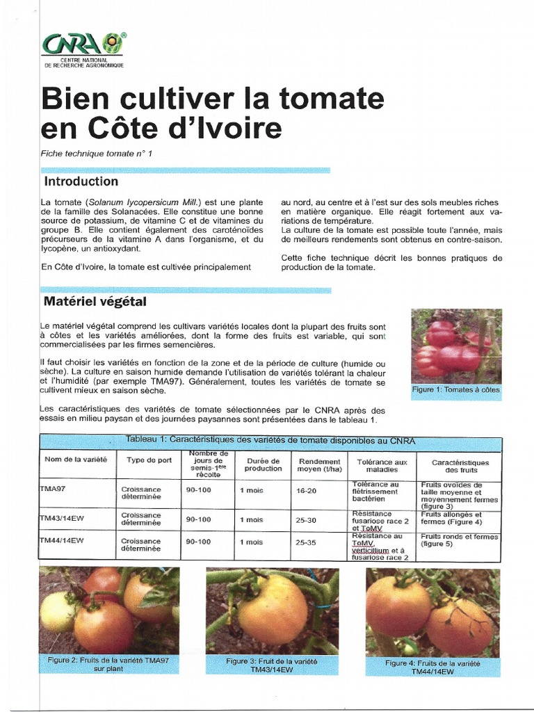 Ftec Tomate PDF | PDF