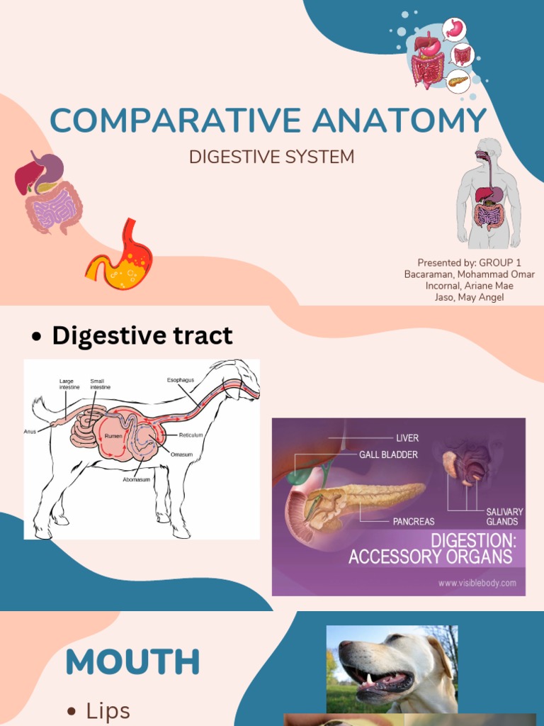 Blue Orange Creative Diabetes Presentation PDF | PDF | Pancreas ...