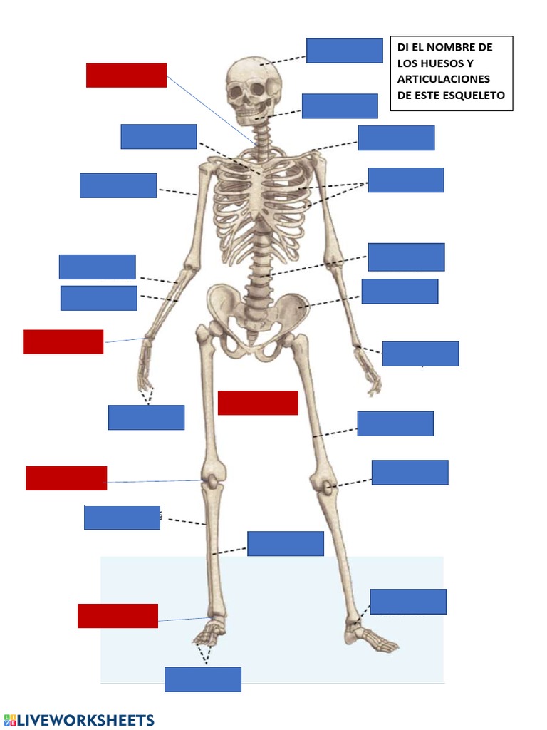 Ficha de Huesos PDF | PDF