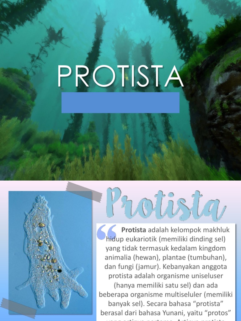 Protista PDF | PDF