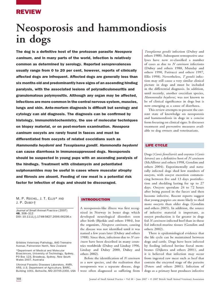 Neosporosis and Hammondiosis in Dogs | PDF