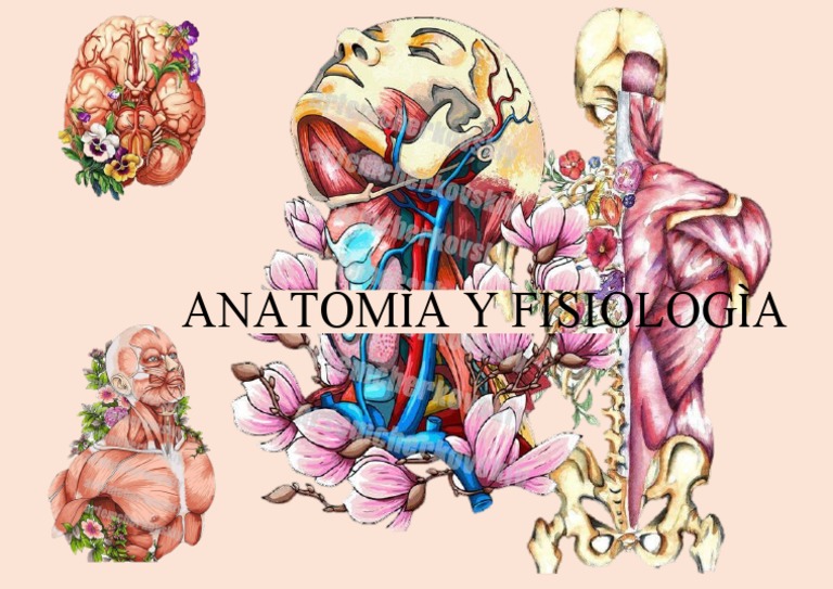 Portada de Anatomia | PDF
