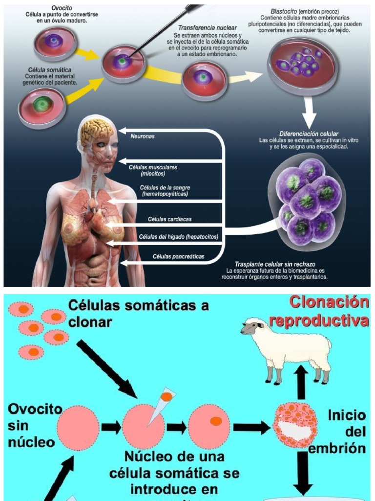 Clonacion | PDF