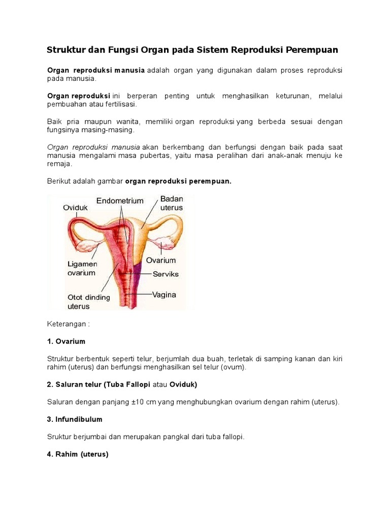 Struktur Dan Fungsi Organ Pada Sistem Reproduksi Perempuan Dan ...