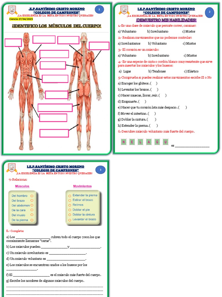 5º Clase de Ciencia Los Musculos PDF | PDF