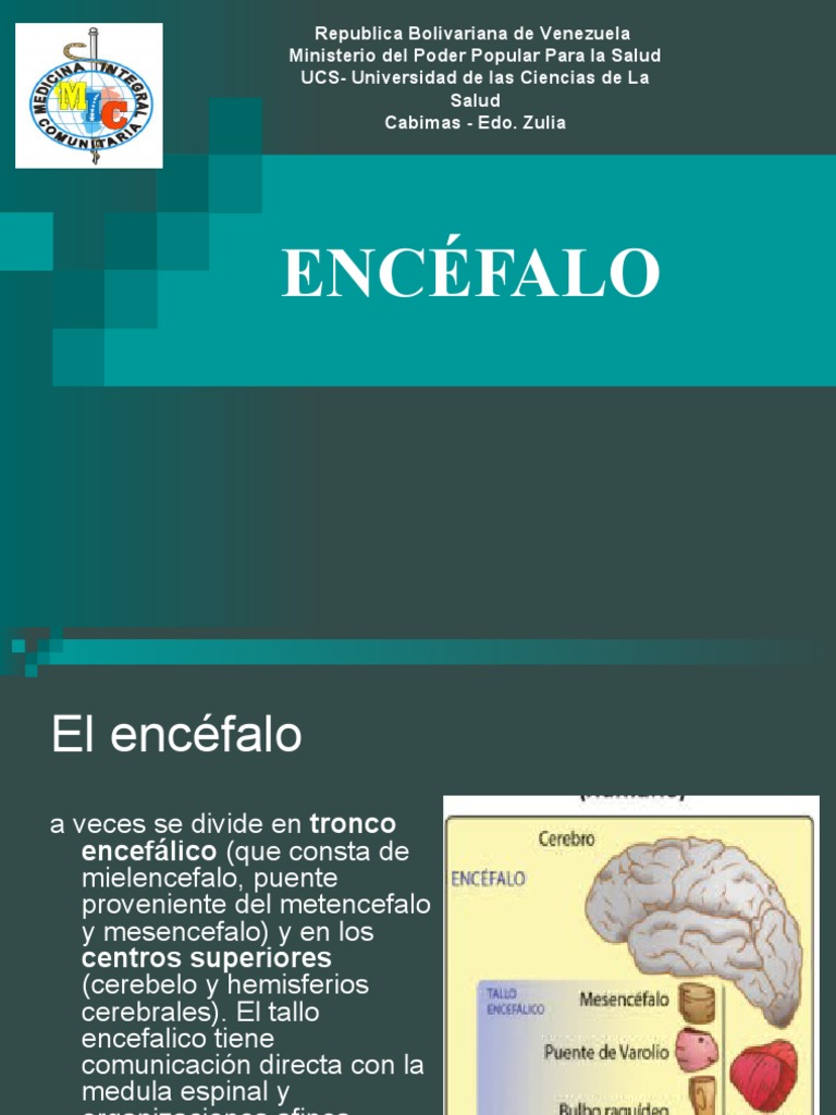 ENCÉFALO | PDF