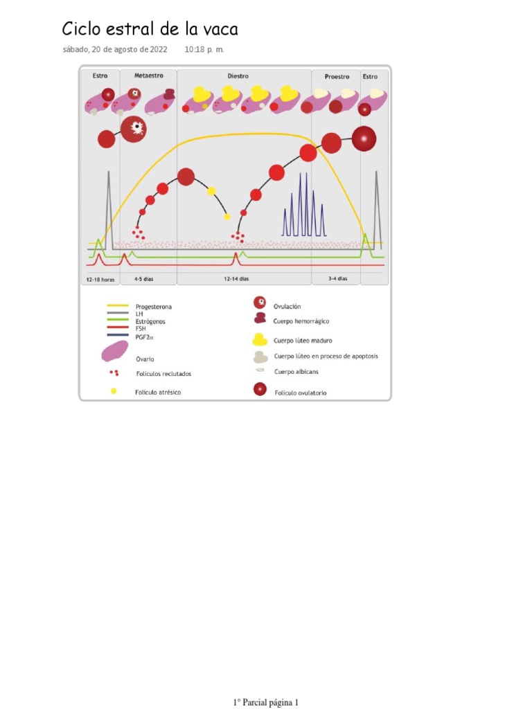 Ciclo Estral de La Vaca | PDF