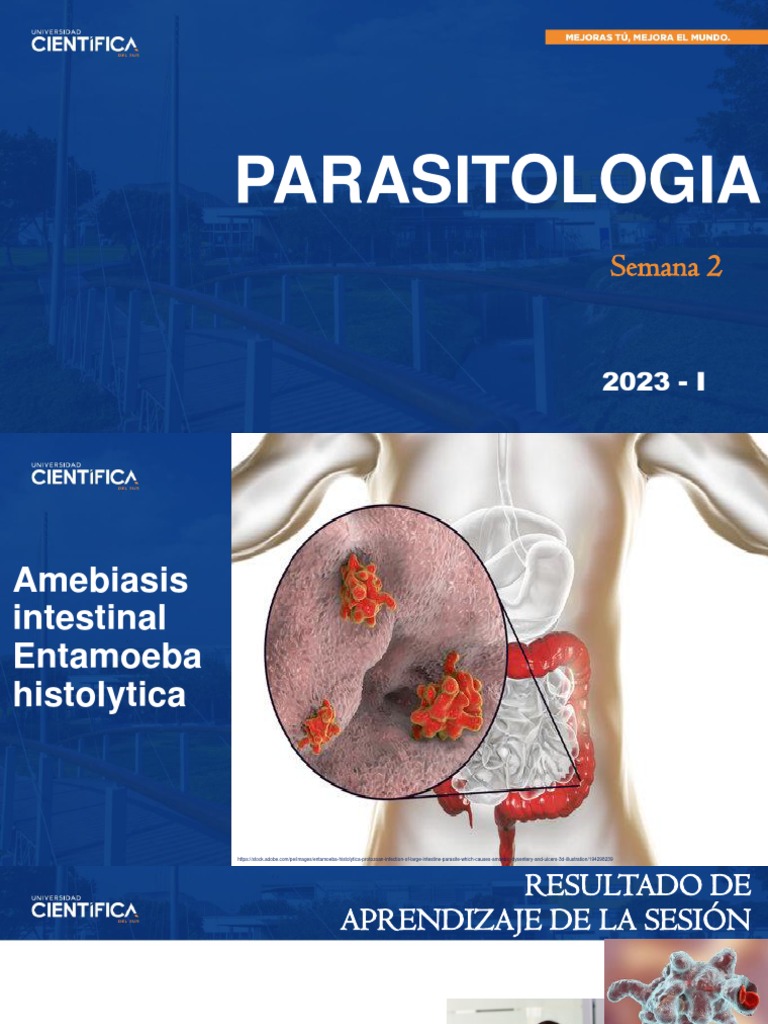 Semana 2 - Amebiasis F PDF | PDF