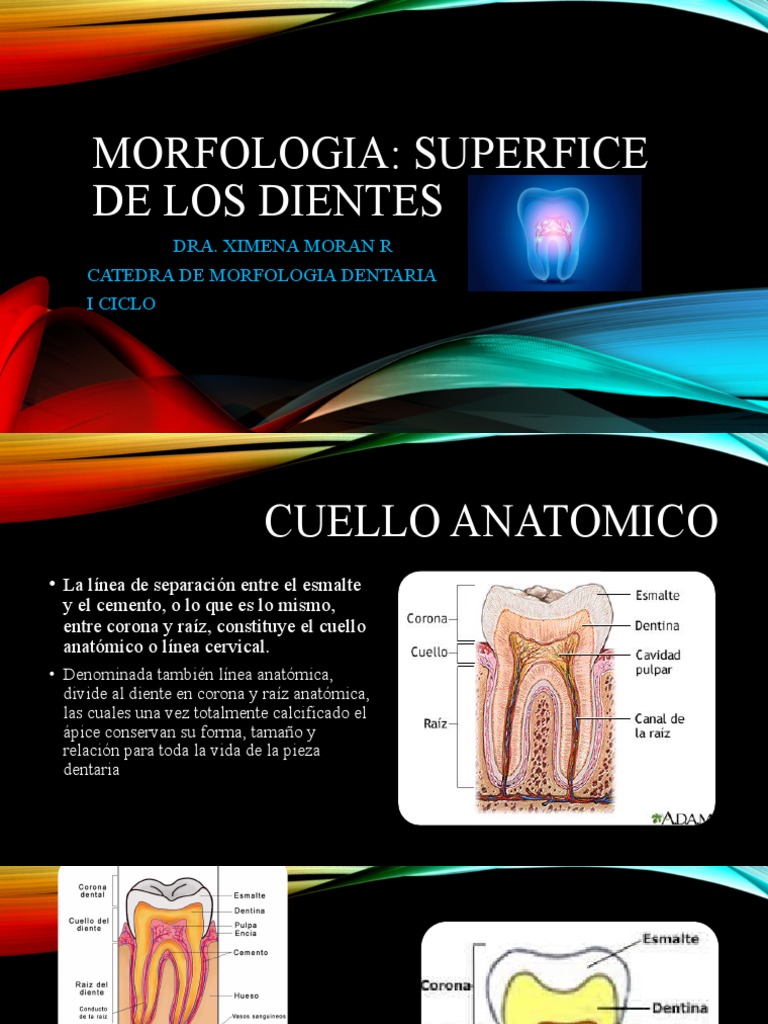 MORFOLOGIA DIAPOSITIVAS FORAMINA Acabadass | PDF | Diente | Dentina