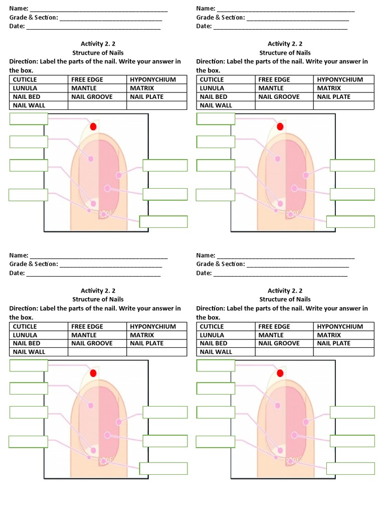 Cosme Activity 2.2 Parts of Nail | PDF | Nail (Anatomy) | Foot