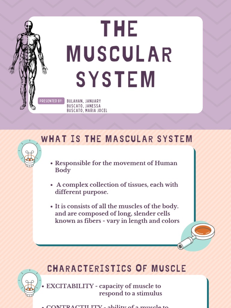 THE MUSCULAR SYSTEM .pdf | PDF